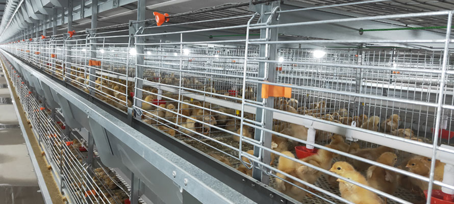 Pullet Cages | Pullet Chicken Cages | Pullet Cage Price