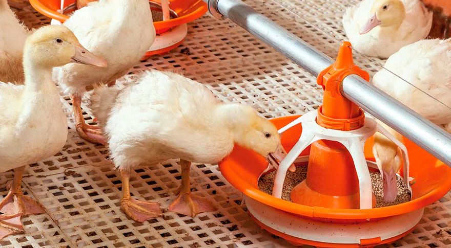 Plastic Poultry Flooring For Sale | Plastic Slatted Floor For Poultry Price